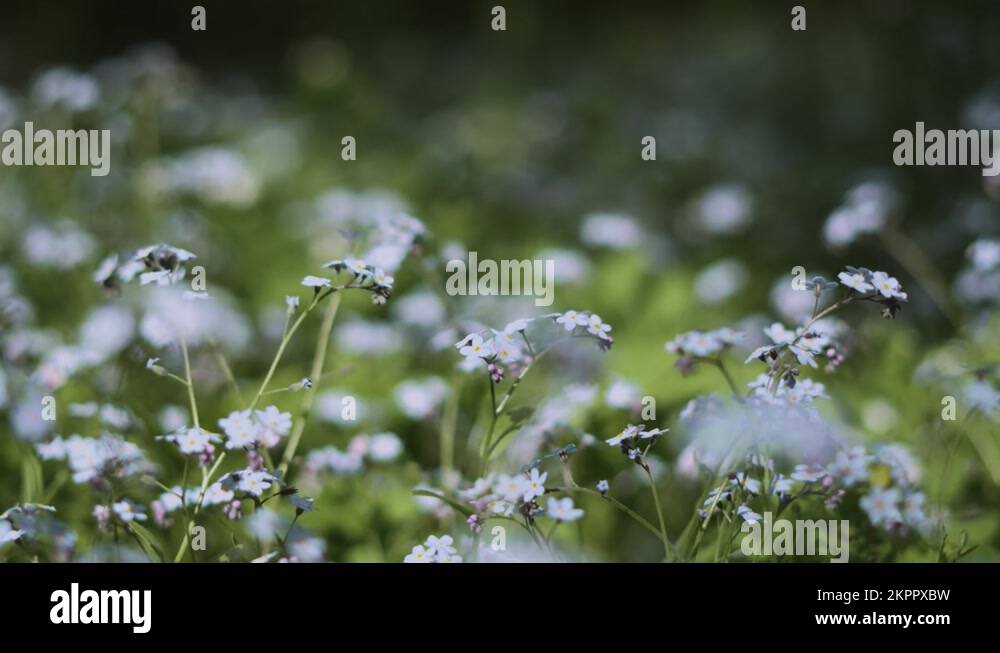 Light blue forget-me-nots bloom on sunny lawn, close-up. Symbol of true ...
