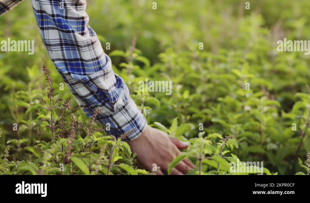 Check plot Stock Videos & Footage - HD and 4K Video Clips - Alamy