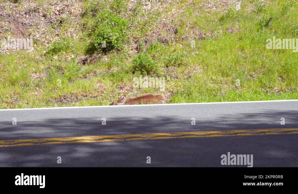 Dead deer highway road roadkill Stock Videos & Footage - HD and 4K Video Clips - Alamy