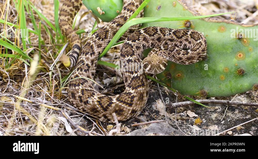 Static video of a Western Diamondback Rattlesnake(Crotalus atrox ...