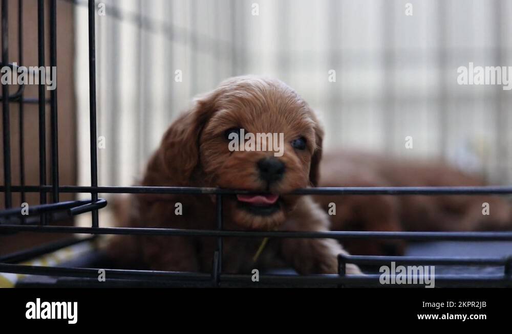 Dog cage puppy Stock Videos & Footage - HD and 4K Video Clips - Alamy