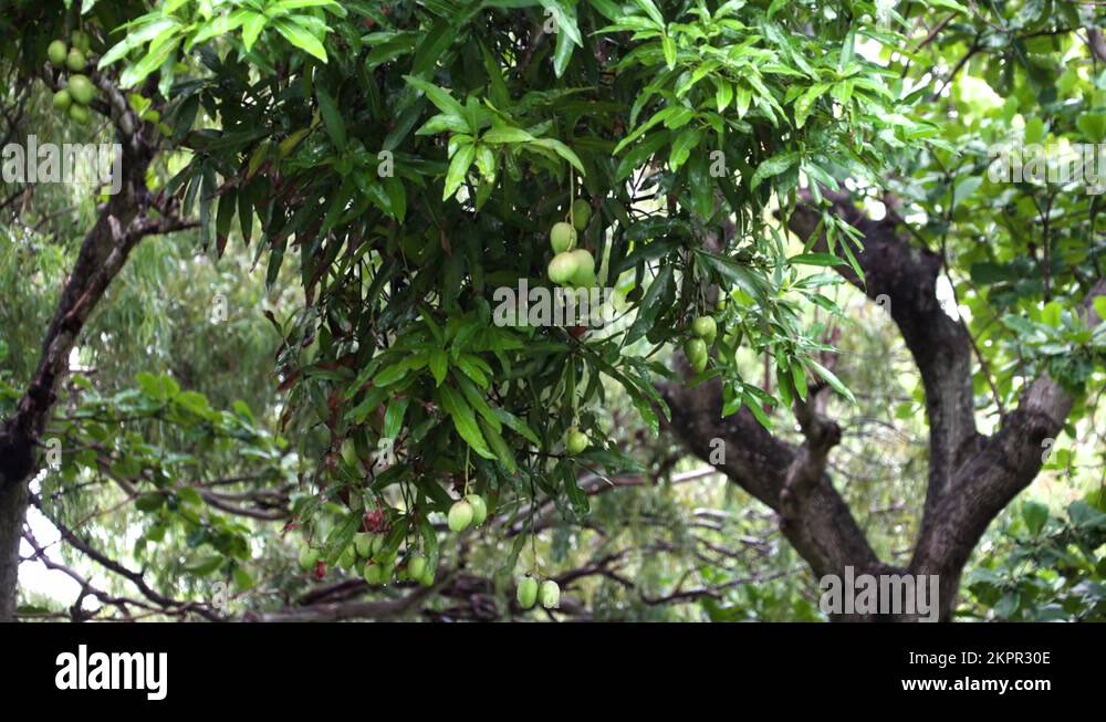 Mango tree in the rain, tropical rain in Mauritius, nature Stock Video ...