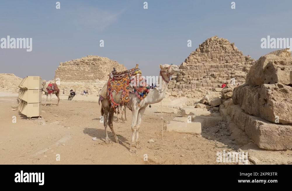 Static view of camels for tourists ride at Giza pyramid complex in ...