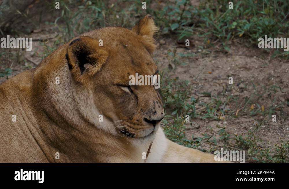 Female Lion (Lioness) Sleeping In The Forest. Panthera Leo. close up ...