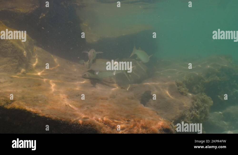 Mullet fish swimming underwater in the Gulf of Mexico Stock Video ...