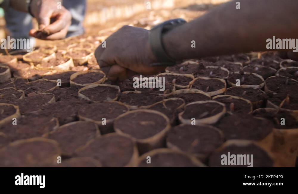 Reforestation plant Stock Videos & Footage - HD and 4K Video Clips - Alamy