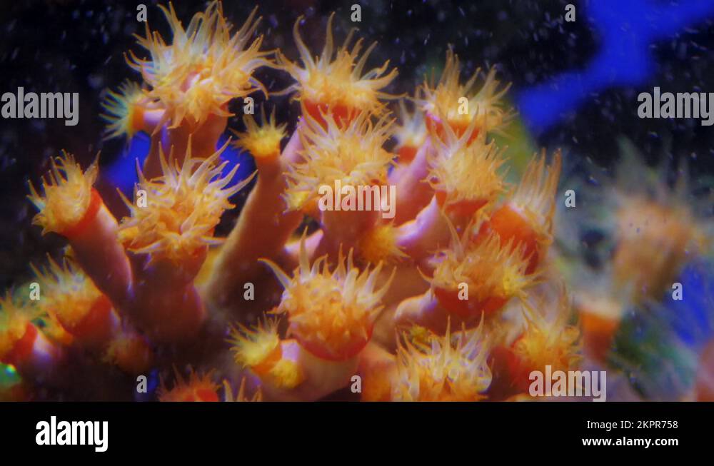 Flower polyp Stock Videos & Footage - HD and 4K Video Clips - Alamy