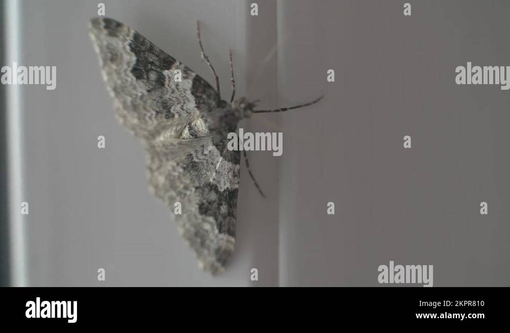 Moth camouflage pattern Stock Videos & Footage - HD and 4K Video Clips ...