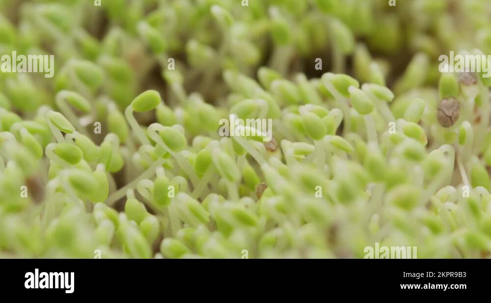 Chia garden Stock Videos & Footage - HD and 4K Video Clips - Alamy