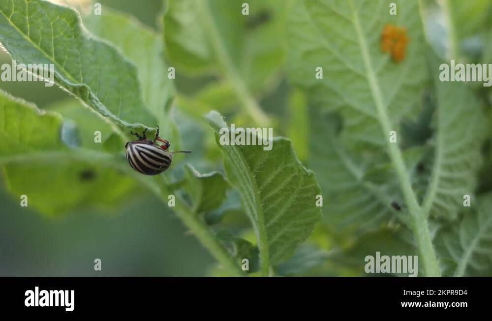 Colorado beetle insect Stock Videos & Footage - HD and 4K Video Clips ...