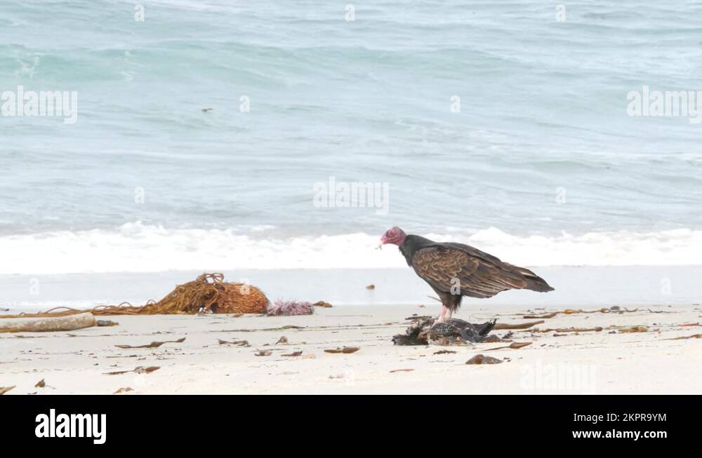 Corpse wildlife Stock Videos & Footage - HD and 4K Video Clips - Alamy