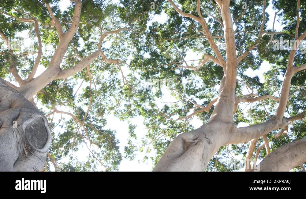 Canopy of big huge tree in jungle forest or rainforest. Giant tall ...