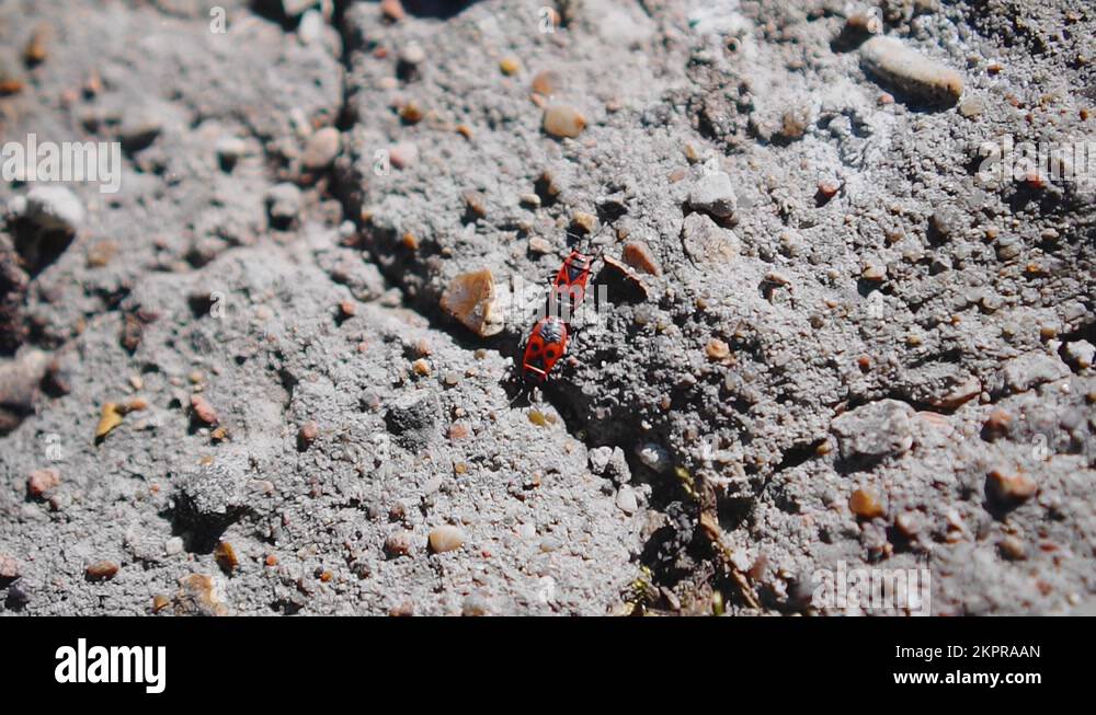 Stone bugs Stock Videos & Footage - HD and 4K Video Clips - Alamy