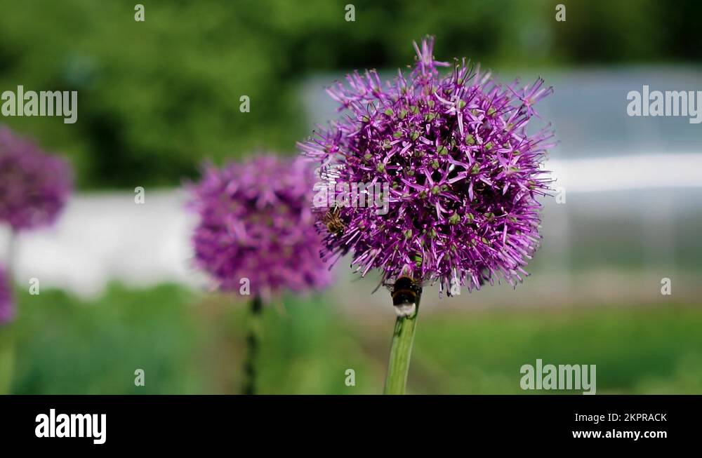 Honey bees insects Stock Videos & Footage - HD and 4K Video Clips - Alamy