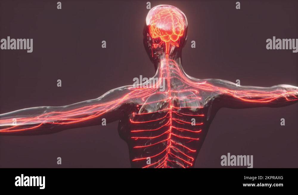 Brain spinal cord mri Stock Videos & Footage - HD and 4K Video Clips ...