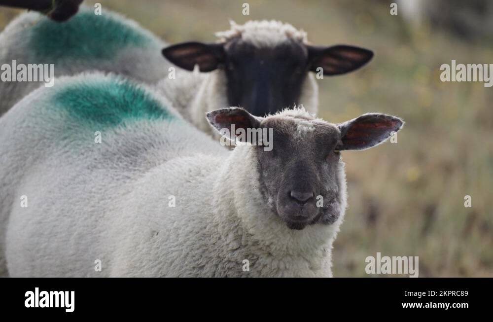 A close-up shot of the white wooly sheep with black faces grazing on ...
