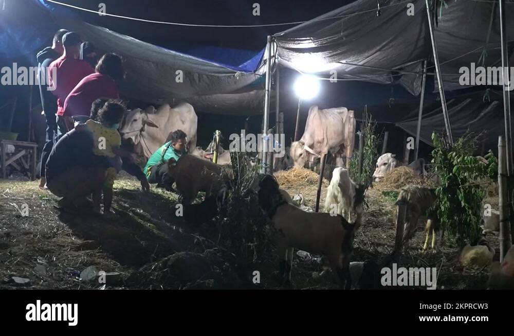 Cow sheep Stock Videos & Footage - HD and 4K Video Clips - Alamy