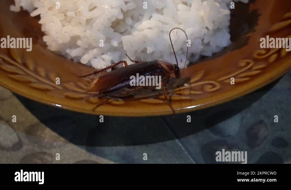 Diptera diseases Stock Videos & Footage - HD and 4K Video Clips - Alamy