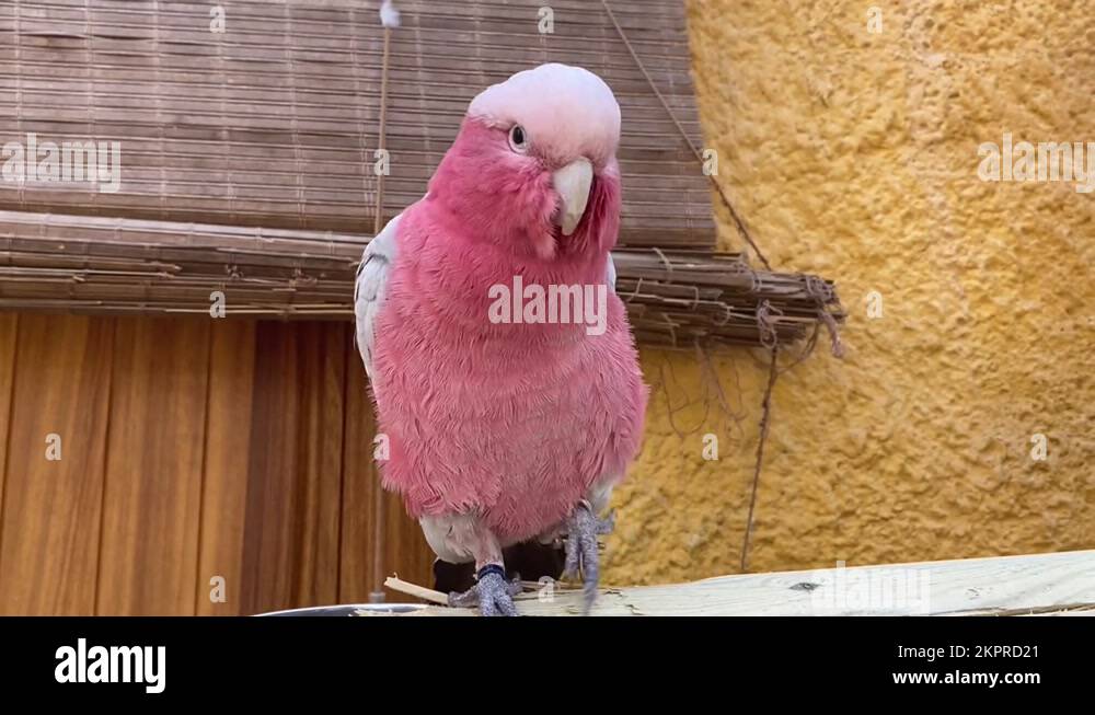 Pink parrot australian galah parrot Stock Videos & Footage - HD and 4K ...