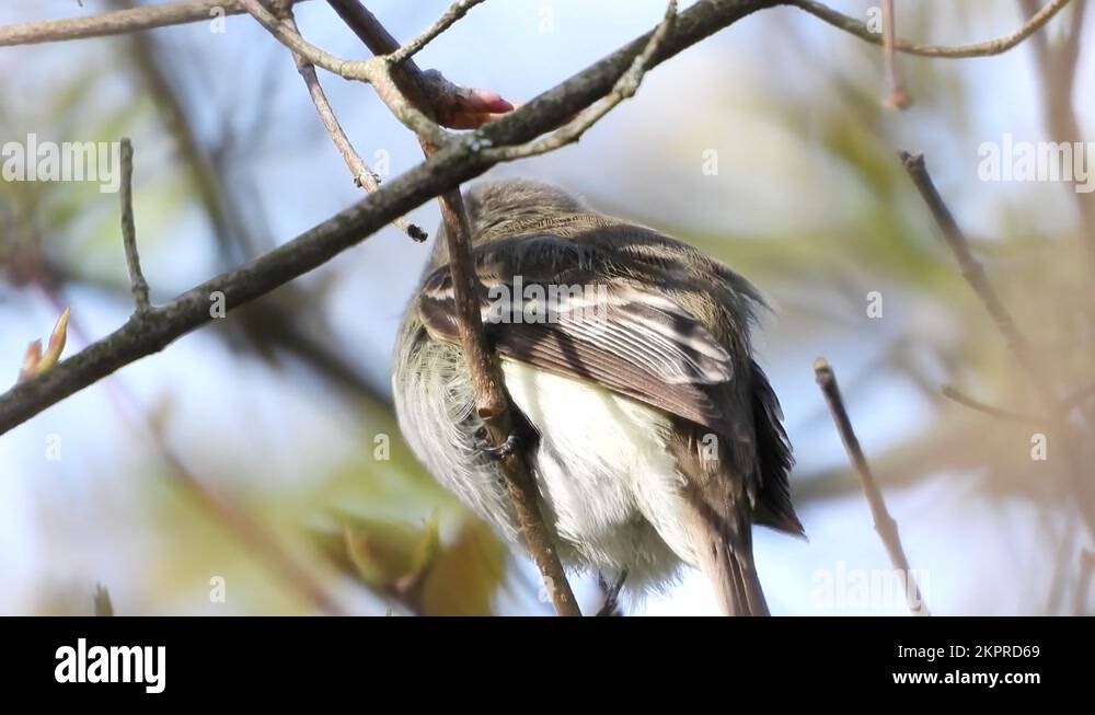 Bird catcher tree Stock Videos & Footage - HD and 4K Video Clips - Alamy