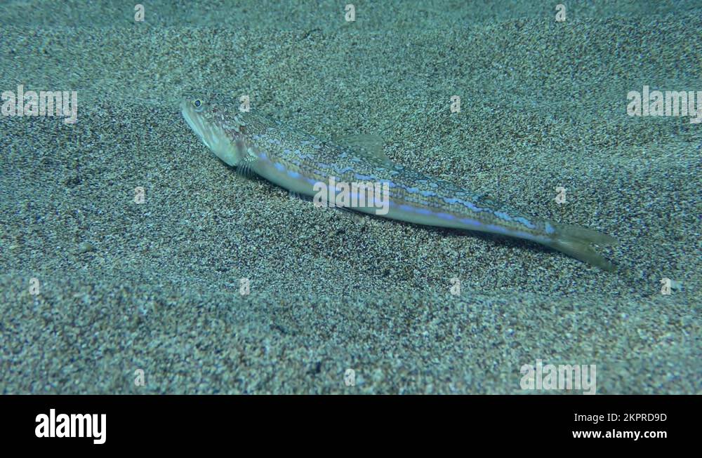 Atlantic lizardfish Stock Videos & Footage - HD and 4K Video Clips - Alamy