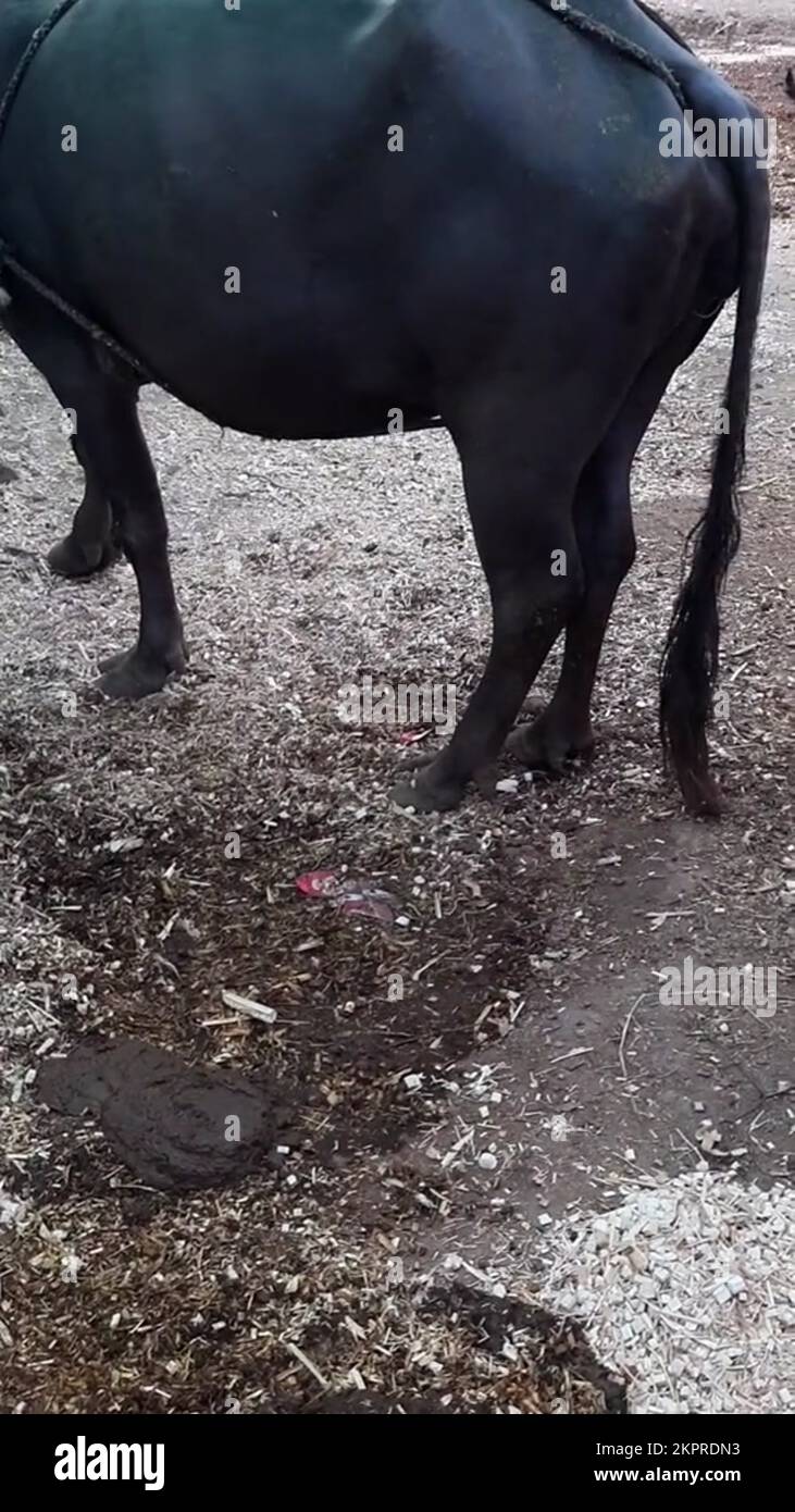 Tabela Stock Videos & Footage - HD and 4K Video Clips - Alamy