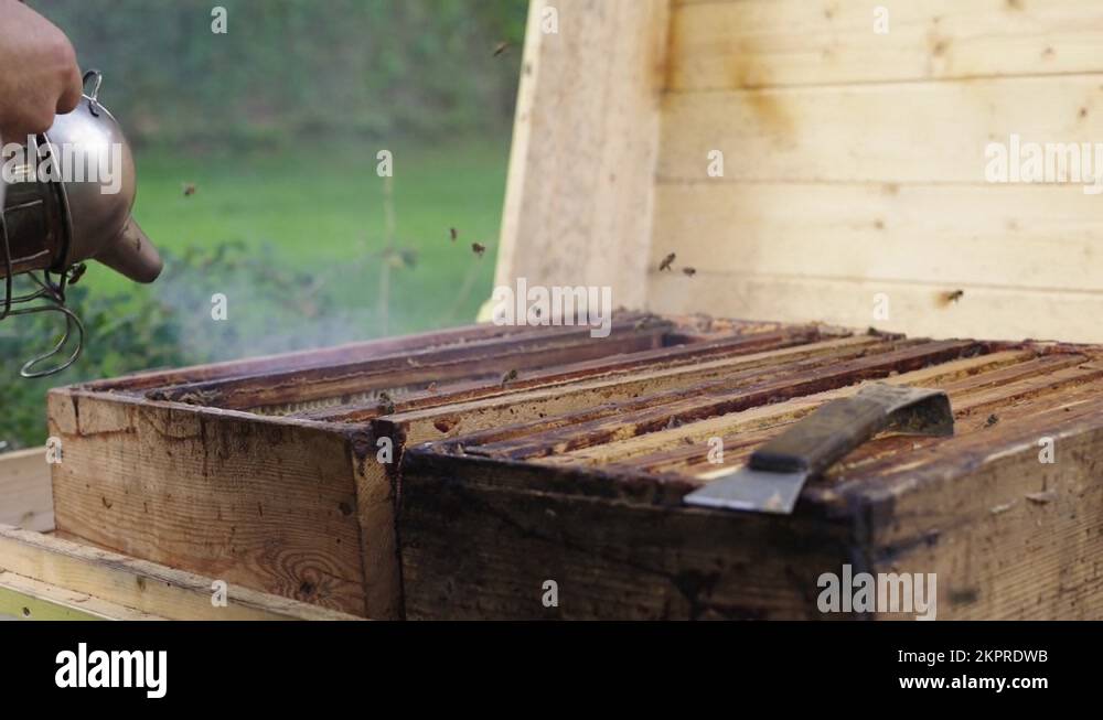 Beekeeper Smoking Bee Hive, Hand Pumping a Steel Smoker Apiculture Tool ...