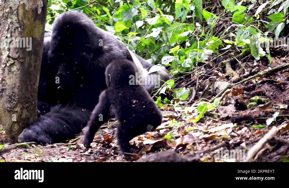 Gorilla group Stock Videos & Footage - HD and 4K Video Clips - Alamy