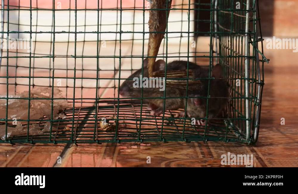 Pests trap Stock Videos & Footage - HD and 4K Video Clips - Alamy
