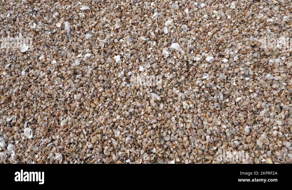 Thousands of Shells on a Pile on the Beach, High Angle Frame Fill, Pan ...