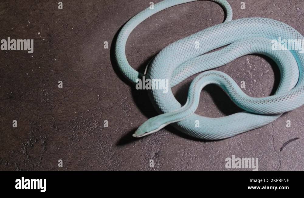 Venomous pit viper Stock Videos & Footage - HD and 4K Video Clips - Alamy