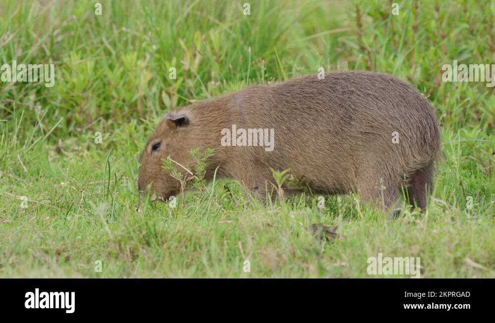 Carpincho Stock Videos & Footage - HD and 4K Video Clips - Alamy