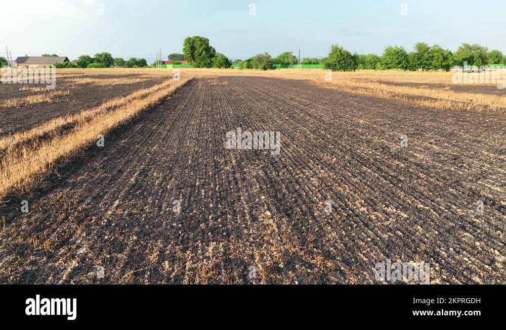 Fields fire burnt barley after blaze wild drought dry flame black earth ...