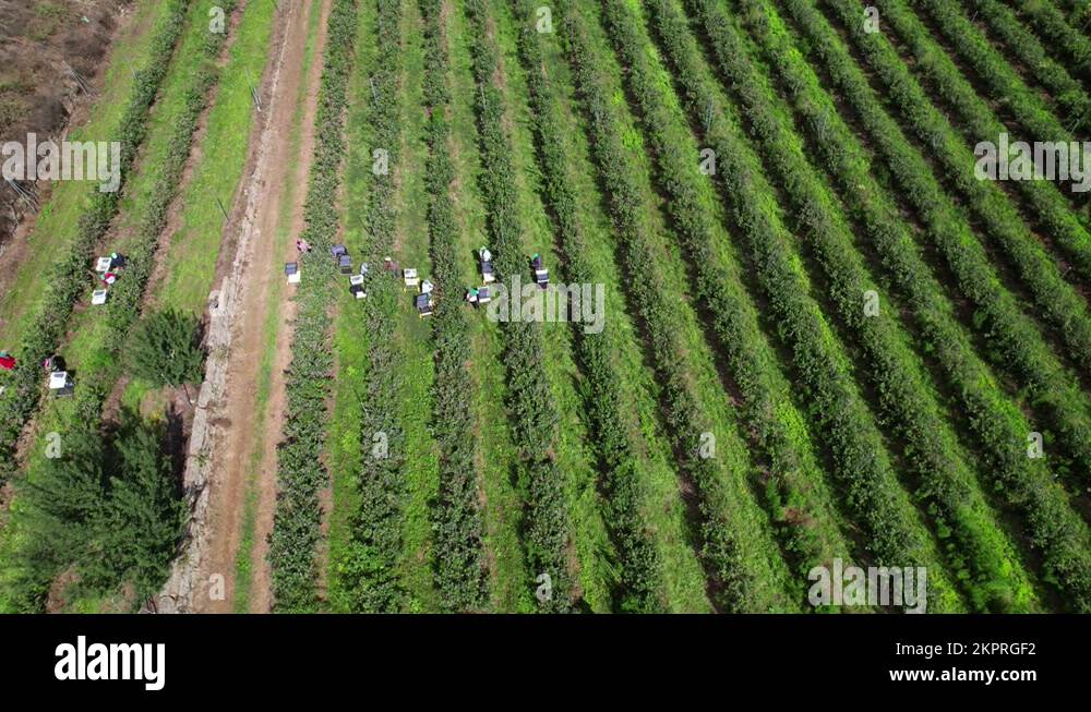 Farming farm berries Stock Videos & Footage - HD and 4K Video Clips - Alamy