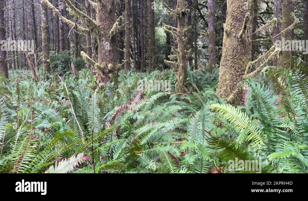 Enchanted forest oregon Stock Videos & Footage - HD and 4K Video Clips ...
