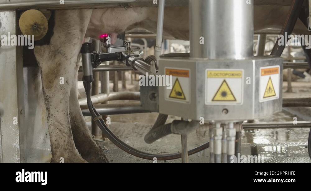 Automatic machine robot for milking cow's milk. Milking cow's milk Stock Video Footage - Alamy