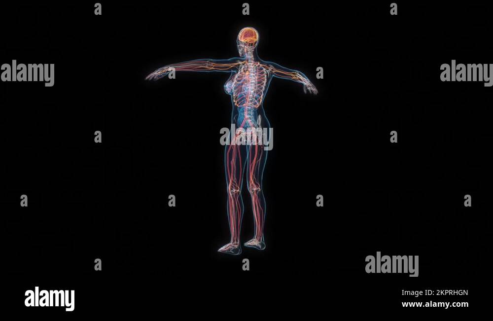 Female nervous system 3d hologram. 4k Seamless looping Stock Video ...