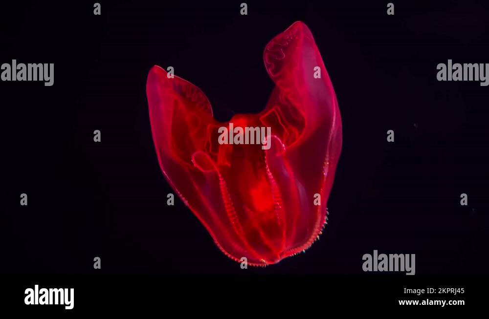 The Bloody-belly comb jelly fish at the Monterey Bay Aquarium Stock ...