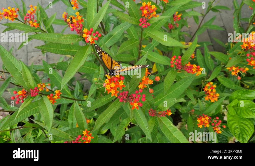 Nymphalidae lepidoptera Stock Videos & Footage - HD and 4K Video Clips ...