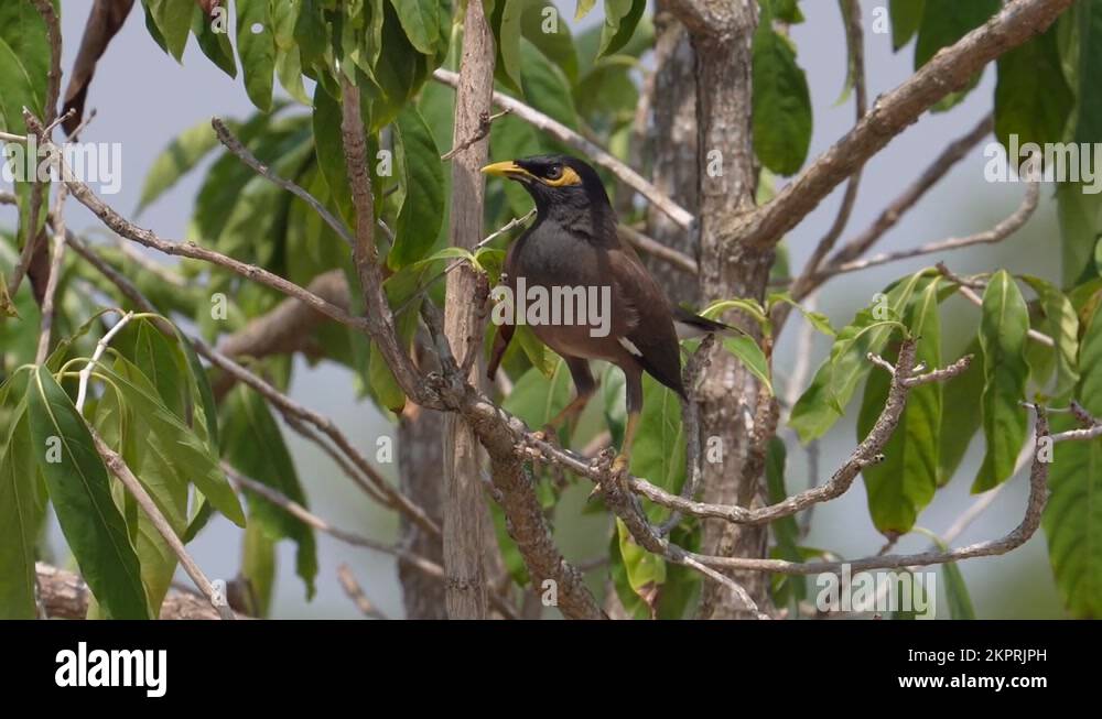 Common Myna bird (Acridotheres tristis) on branch in tropical rain ...