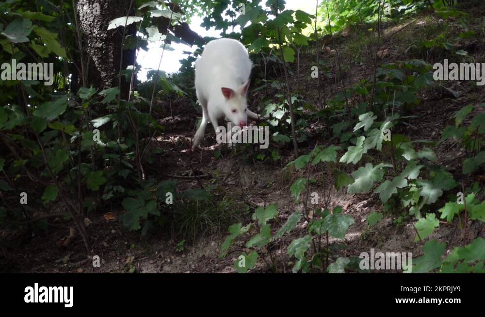 White marsupial Stock Videos & Footage - HD and 4K Video Clips - Alamy