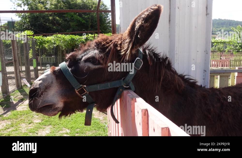 Donkey animal animal Stock Videos & Footage - HD and 4K Video Clips - Alamy