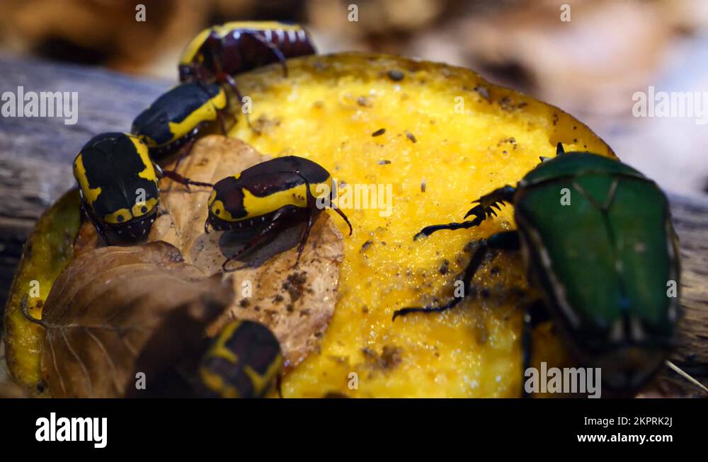 Wood eating beetles Stock Videos & Footage - HD and 4K Video Clips - Alamy