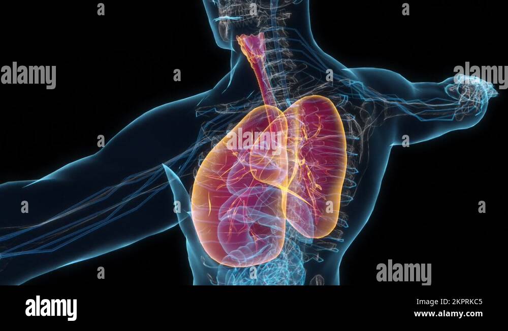 3d man lung Stock Videos & Footage - HD and 4K Video Clips - Alamy