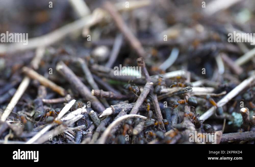 Invasive ants Stock Videos & Footage - HD and 4K Video Clips - Alamy