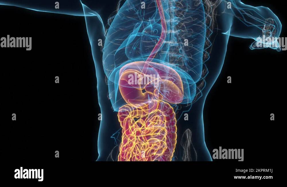 3d bowel x ray digestive system Stock Videos & Footage - HD and 4K ...