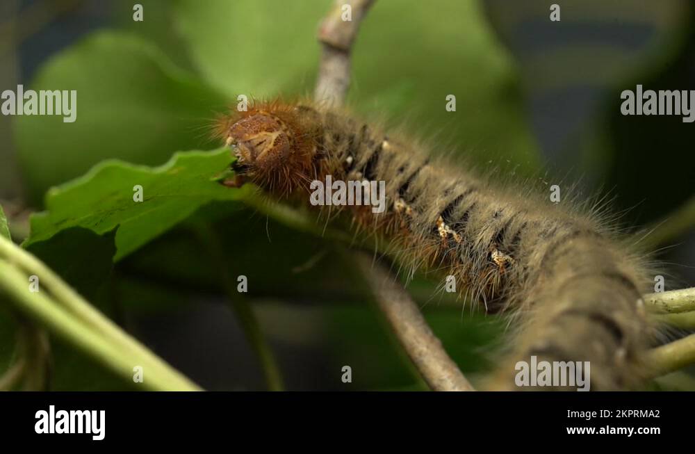 Oak eggar moth Stock Videos & Footage - HD and 4K Video Clips - Alamy
