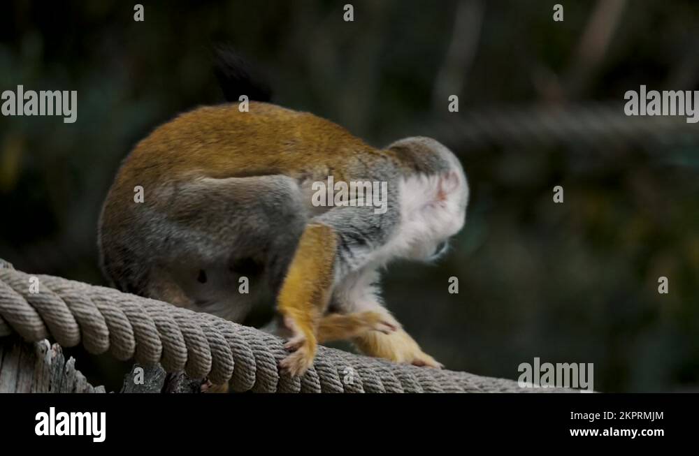 Monkey rope Stock Videos & Footage - HD and 4K Video Clips - Alamy