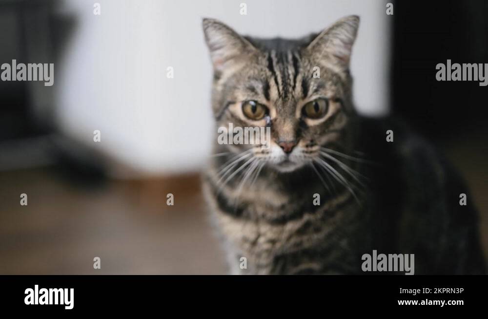 Amber cat Stock Videos & Footage - HD and 4K Video Clips - Alamy