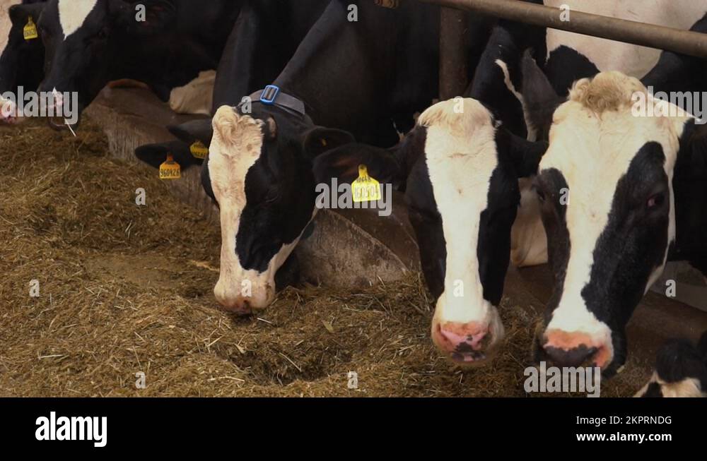 Multiple Cows are shoving their head through the Bars and eating the ...